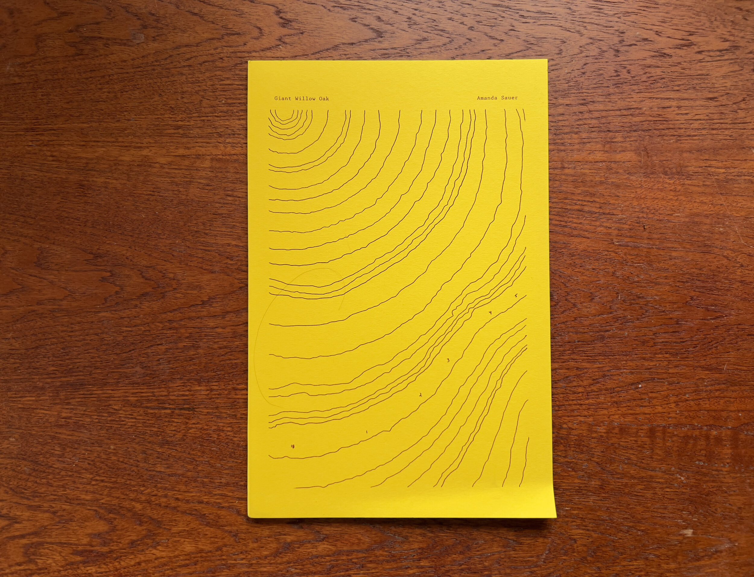 Amanda Sauer, Giant Willow Oak | Collector Daily