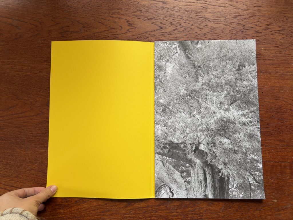 Amanda Sauer, Giant Willow Oak | Collector Daily