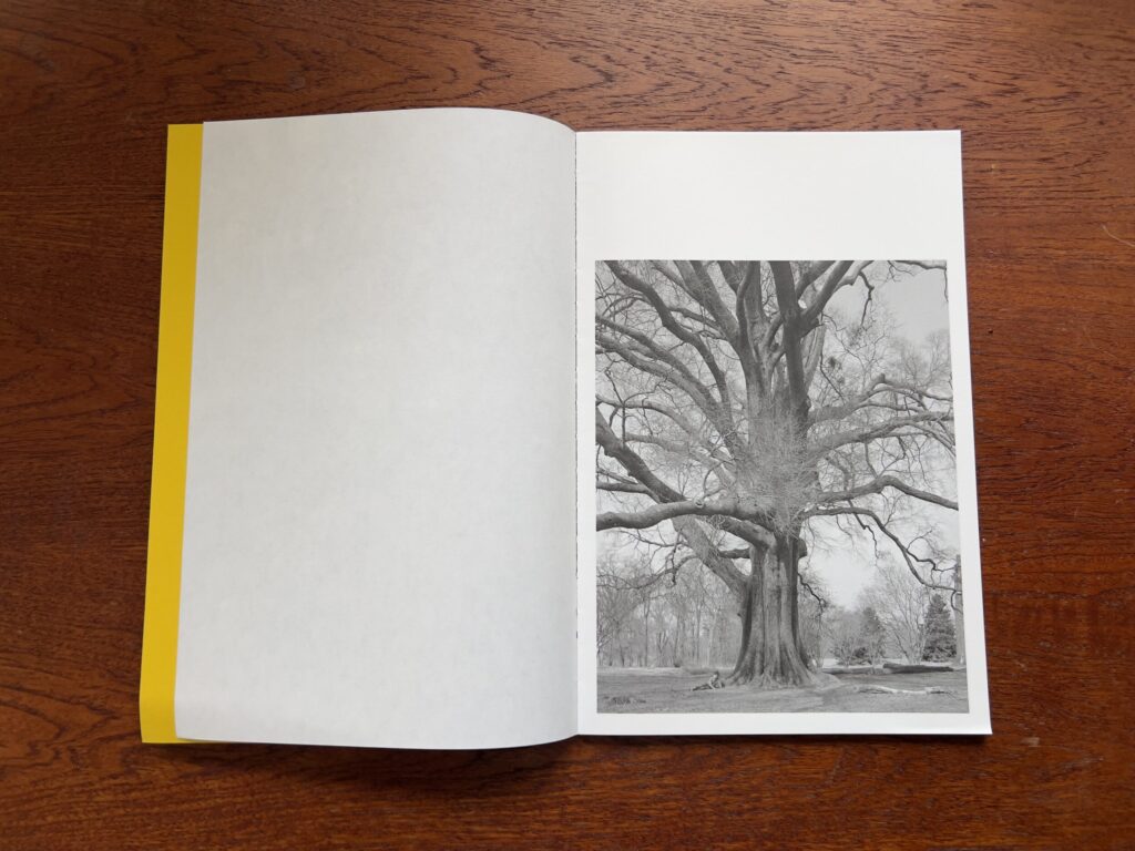 Amanda Sauer, Giant Willow Oak | Collector Daily