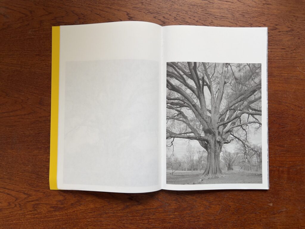 Amanda Sauer, Giant Willow Oak | Collector Daily