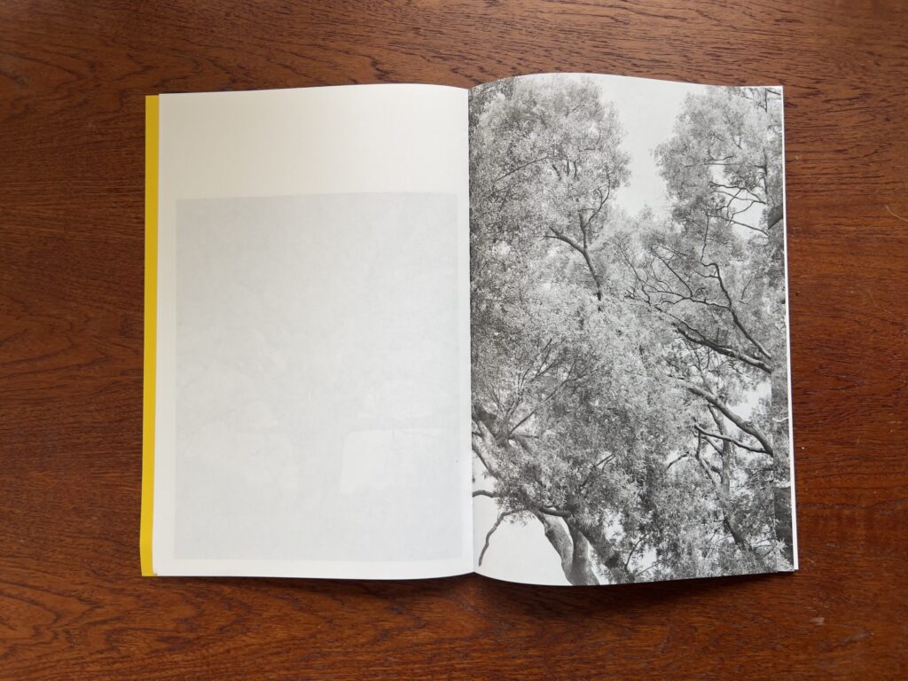 Amanda Sauer, Giant Willow Oak | Collector Daily