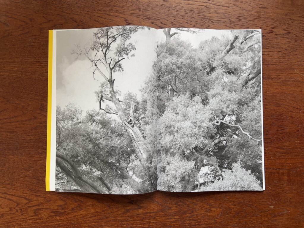 Amanda Sauer, Giant Willow Oak | Collector Daily