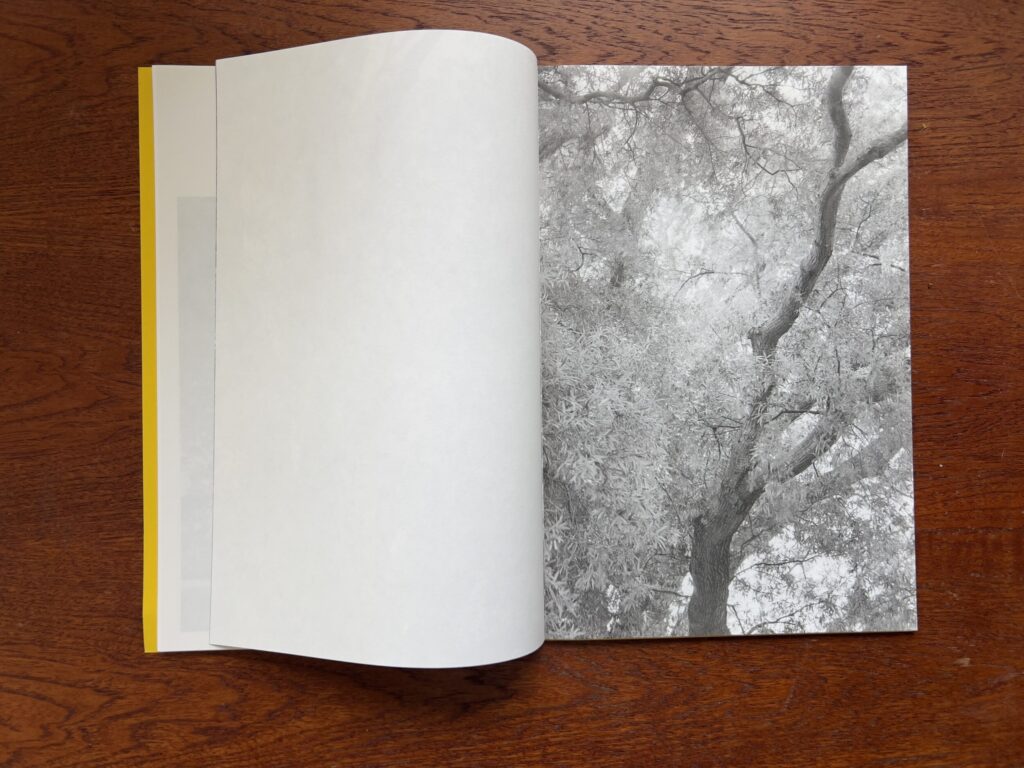 Amanda Sauer, Giant Willow Oak | Collector Daily
